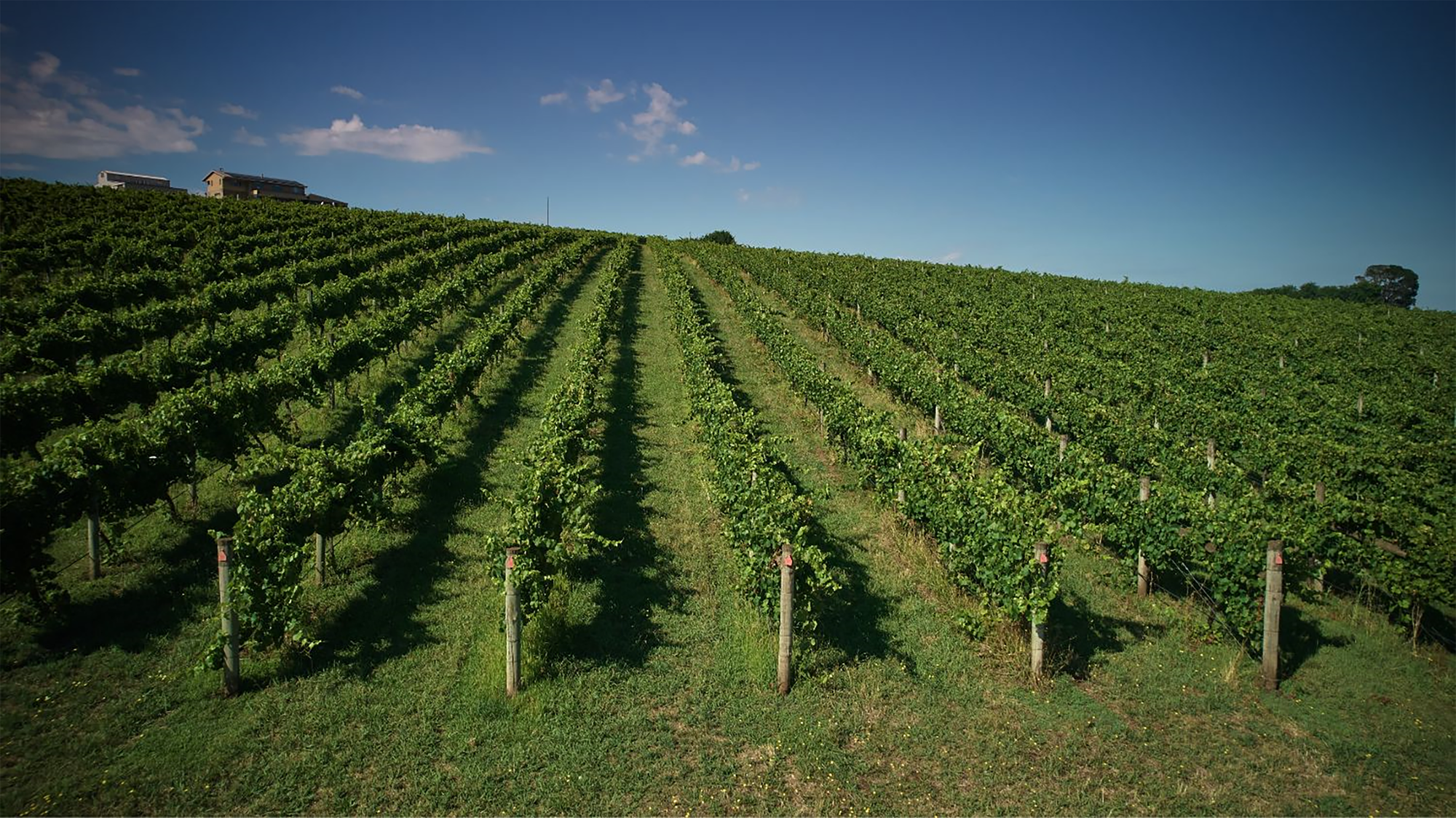 Giant Steps Primavera Vineyard Pinot Noir 2021 | Kent Street Cellars