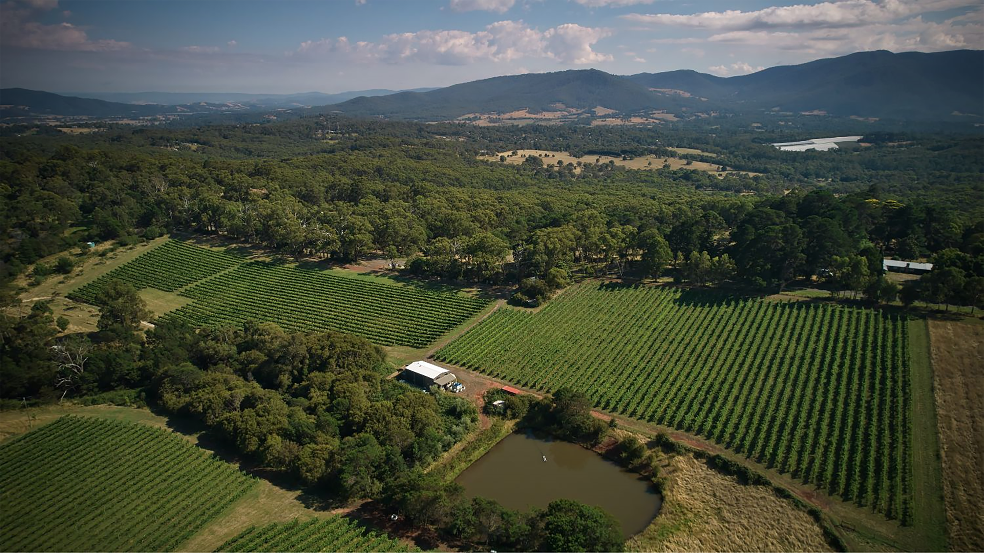 Giant Steps Primavera Vineyard Pinot Noir 2021 | Kent Street Cellars