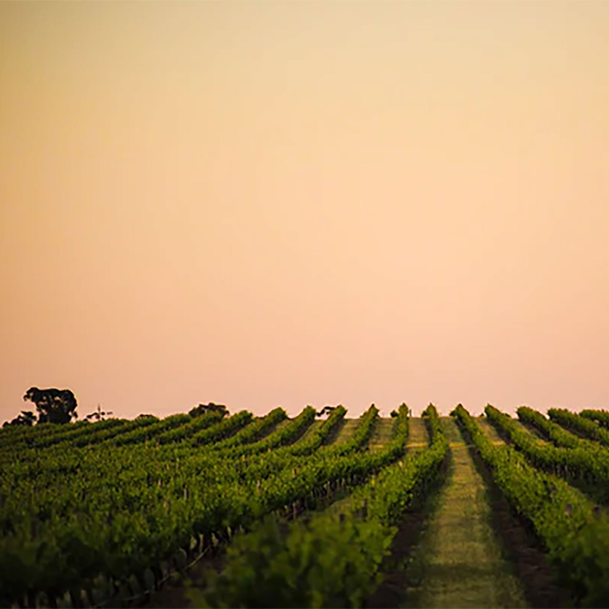 Torbreck Descendant 2021 | Kent Street Cellars